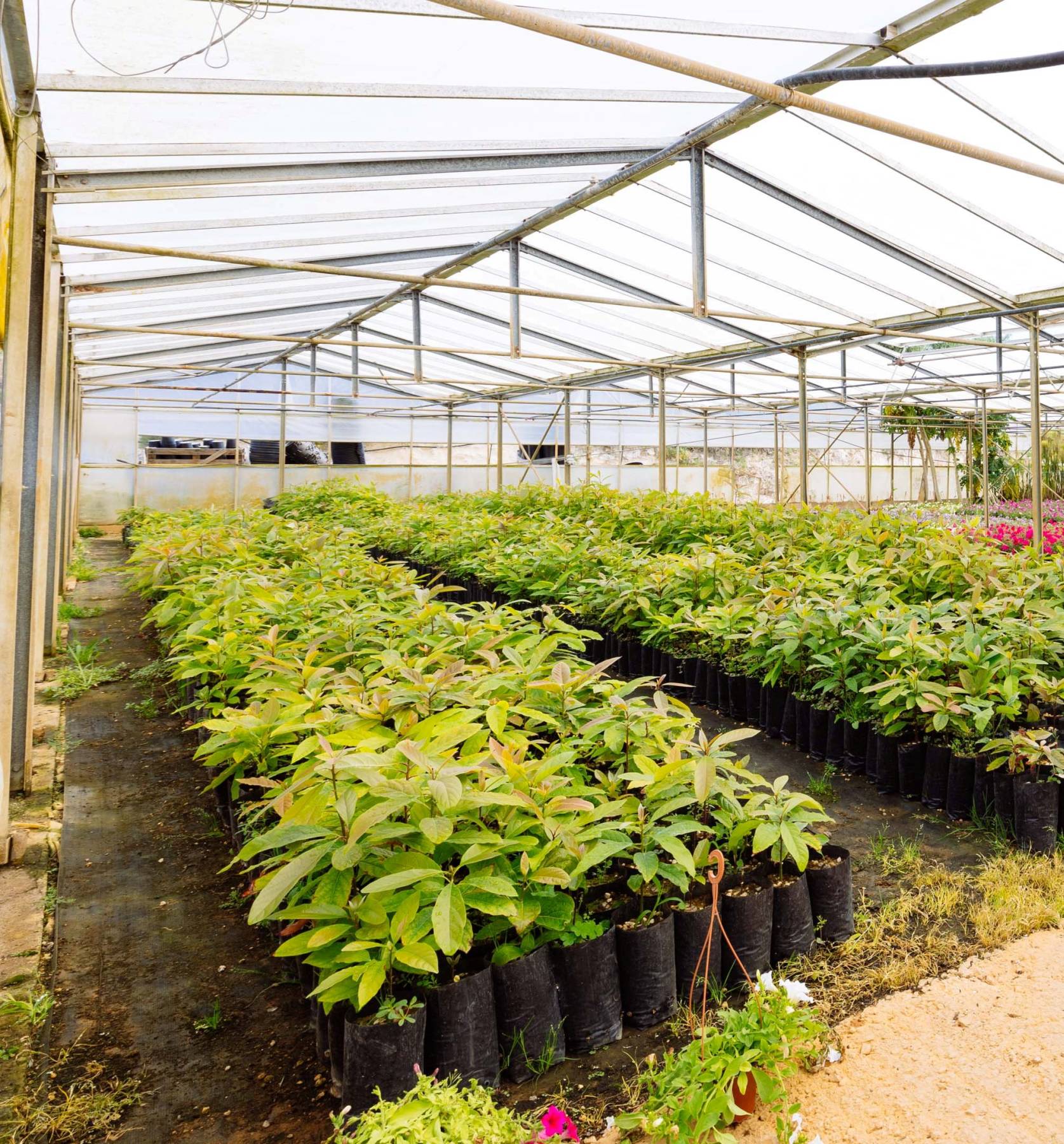 PERSEA AMERICANA FUERTE – Kakogiannakis Nurseries – Rethymno Crete